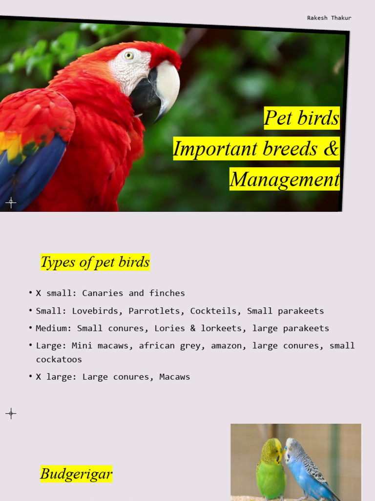 Pet Bird Breeds | PDF | Birds | Ornithology