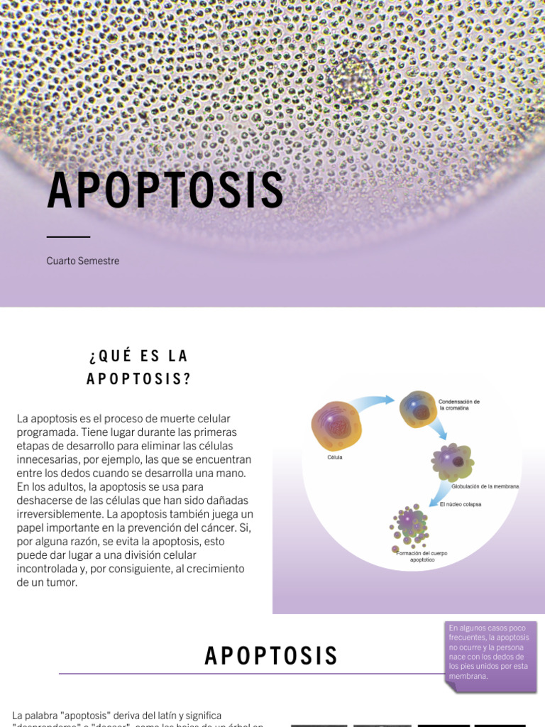 Apoptosis 1 | PDF | Apoptosis | Biología Celular)