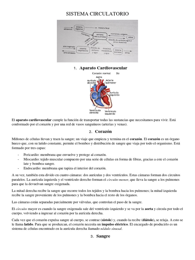Sistema Circulatorio | PDF | Corazón | Sistema circulatorio