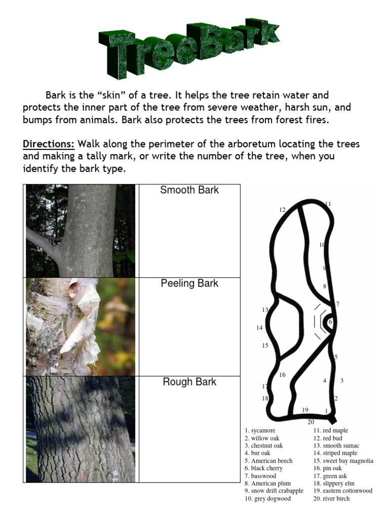 Tree Bark K-2 - 0 | PDF | Trees | Plants