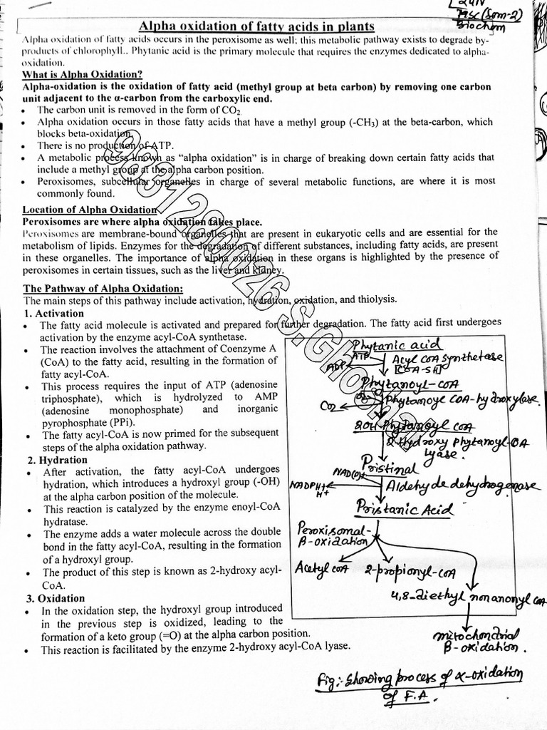 Alpha Oxidation 29-Jun-2024 21-09-10 | PDF