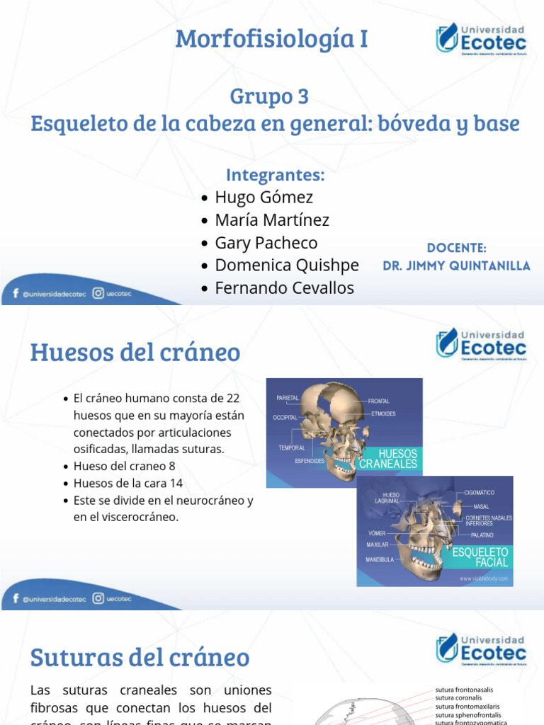 Esqueleto de La Cabeza en General Boveda y Bases | PDF | Cráneo | Anatomía humana