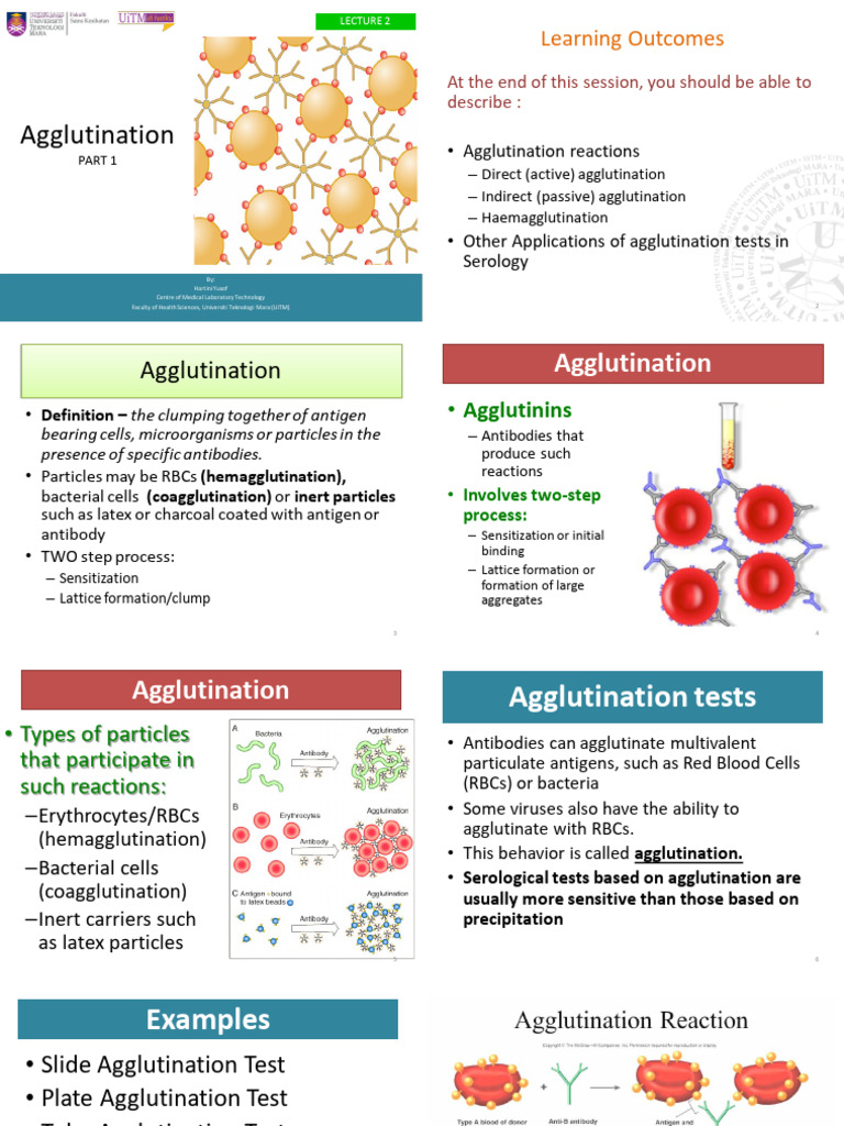 Agglutination Part 1 | PDF | Antibody | Immunology