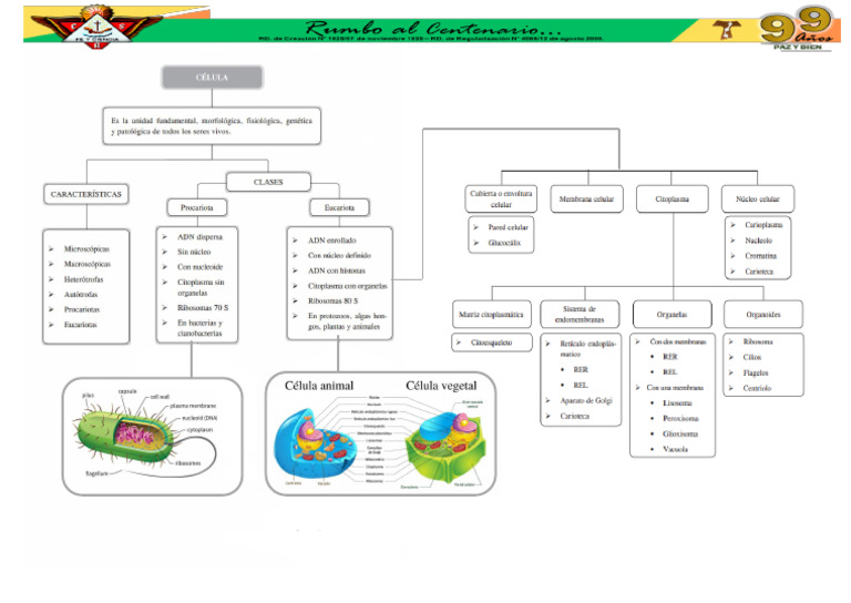 MAPA_CONCEPTUAL_CELULA | PDF