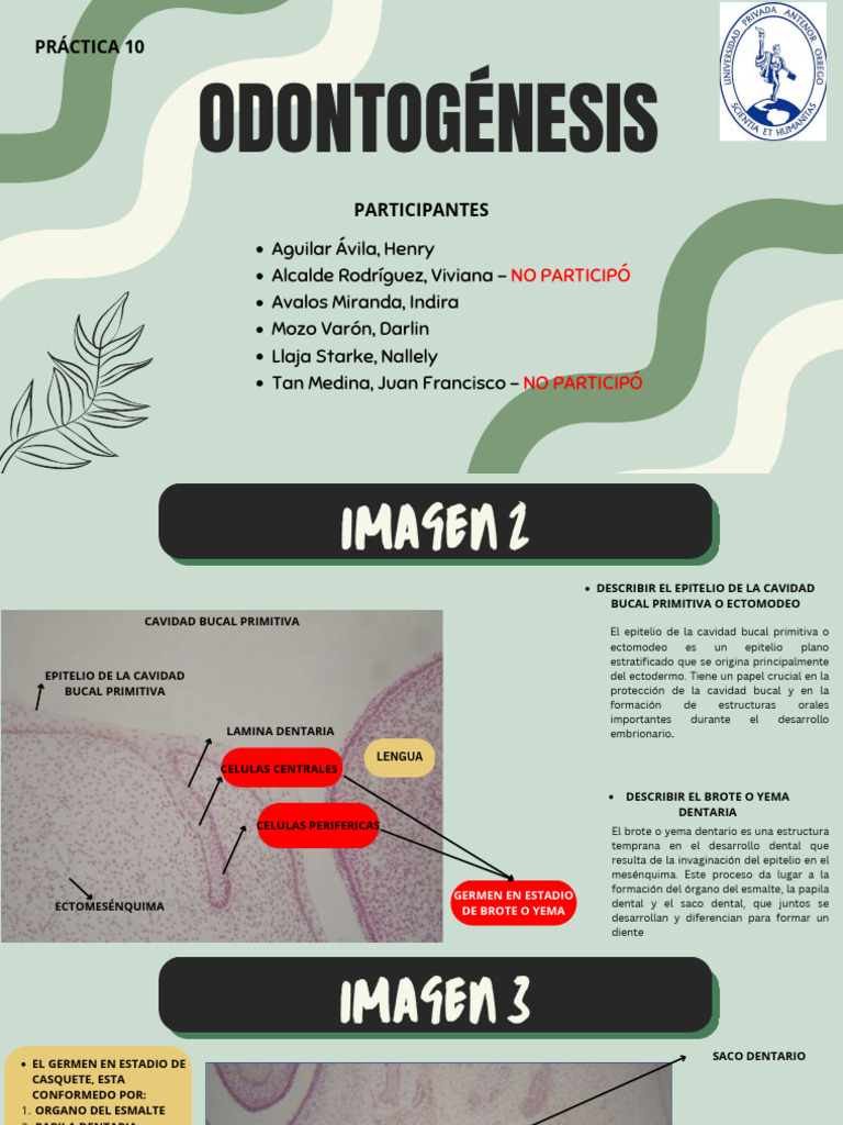Annotated-S10 ODONTOGENESIS HISTOEMBRIOLOGIA ESTOMA | PDF | Diente ...