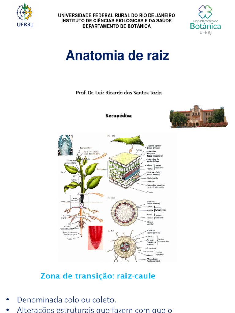 Anatomia da Raiz em Eudicotiledôneas | PDF | Raiz | Fisiologia Vegetal