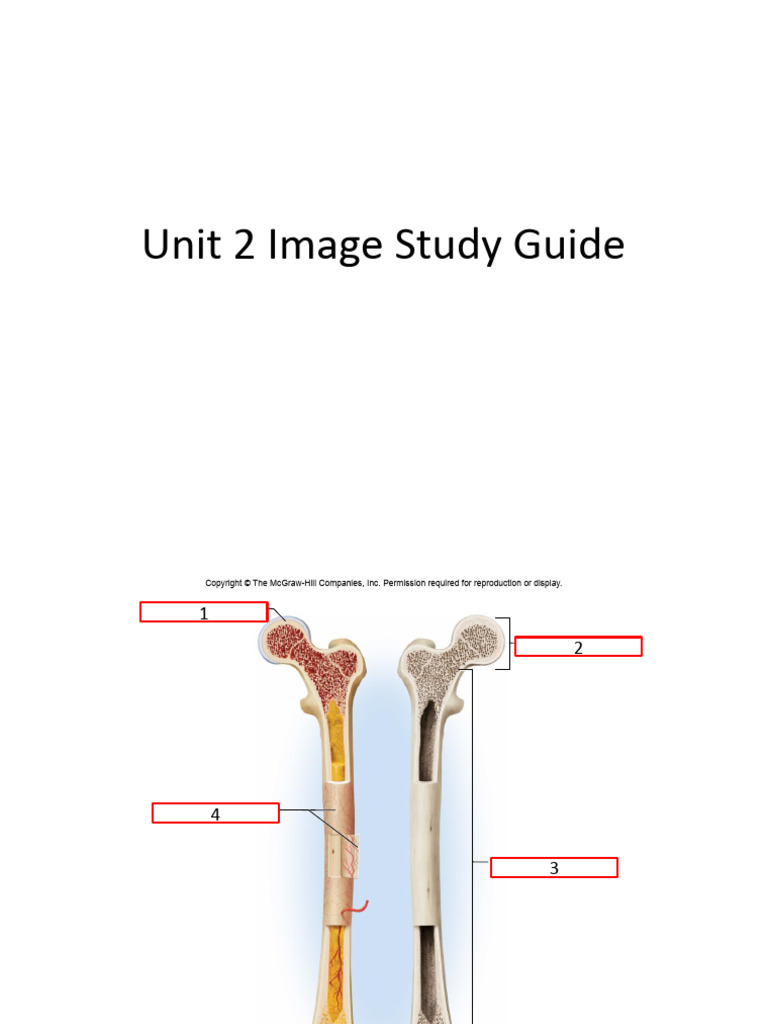 BIOL209 - Unit 2 Exam Review Slides | PDF | Vertebra | Knee