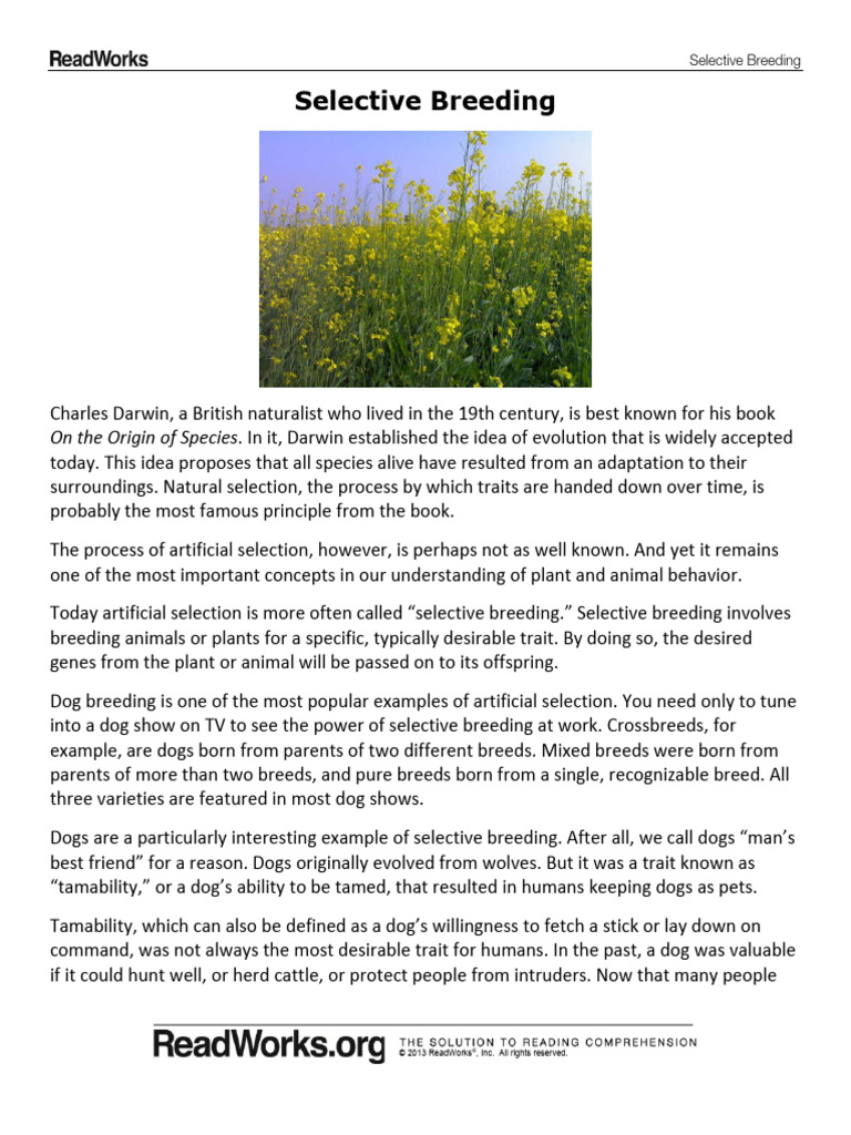 Selective Breeding - Readworks Article | PDF | Selective Breeding | Chicken