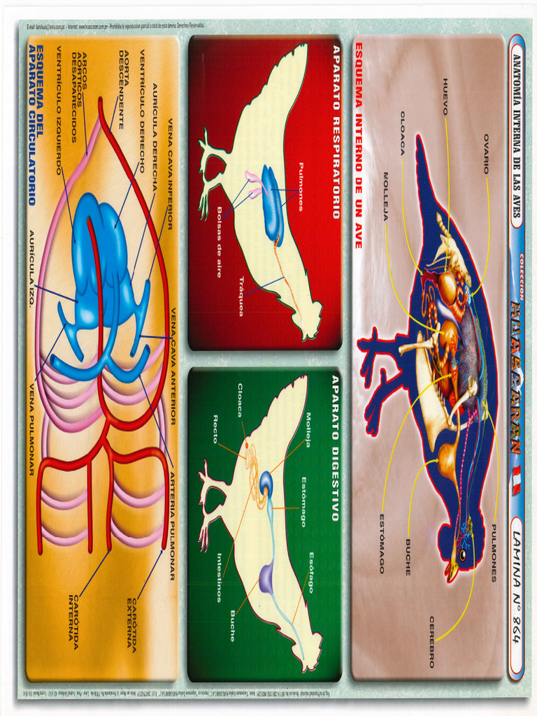 Anatomia Interna de Las Aves | PDF