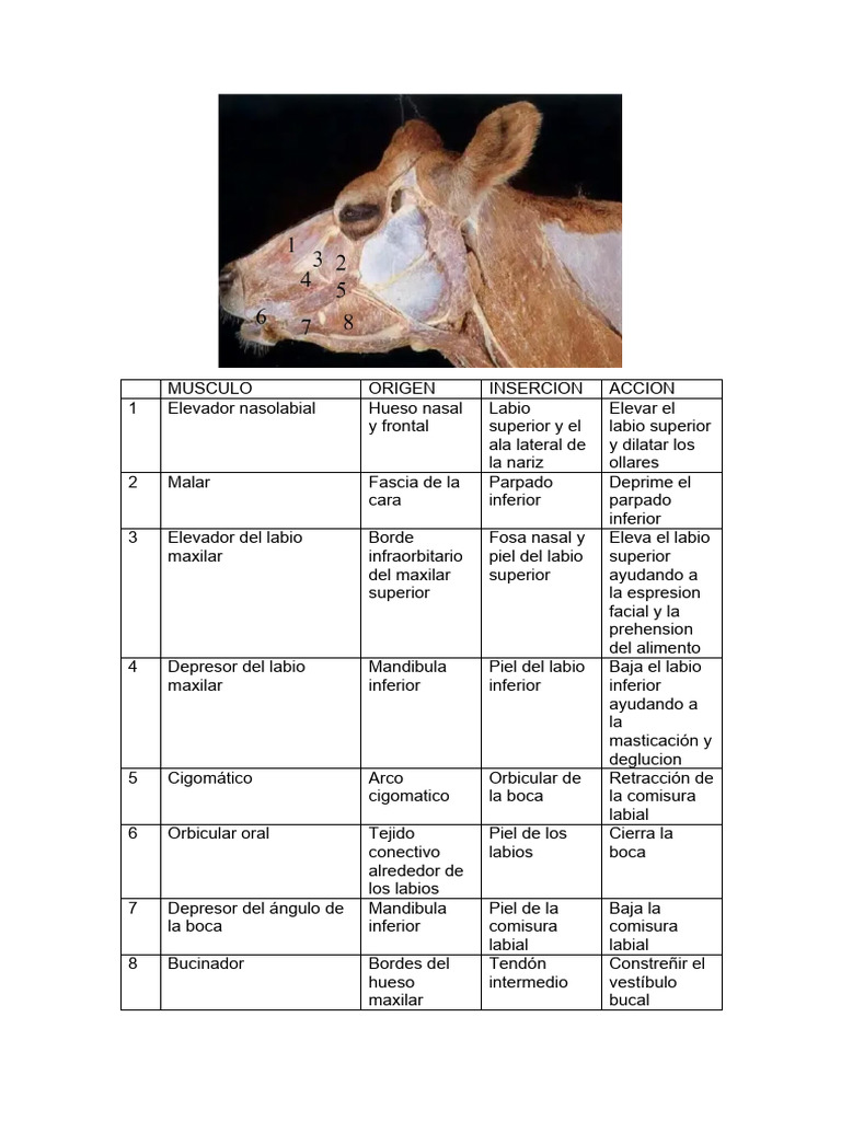 MUSCULO Vaca + Oreja | PDF | Tórax | La columna vertebral