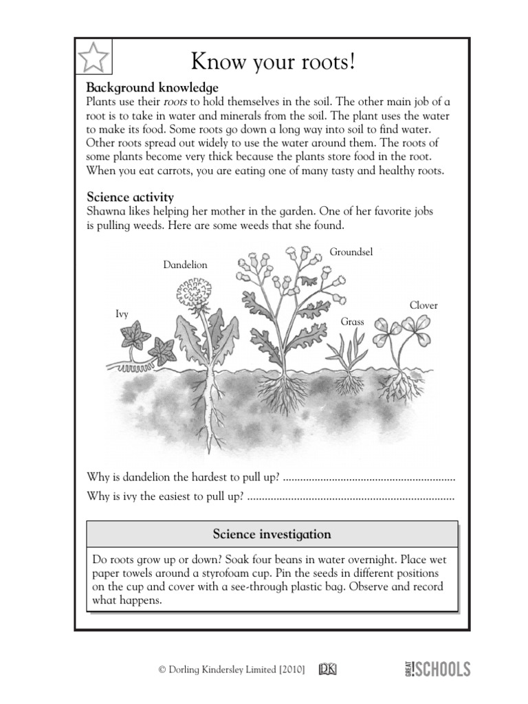 Know Your Roots Conoce Tus Raices | PDF | Root | Foods