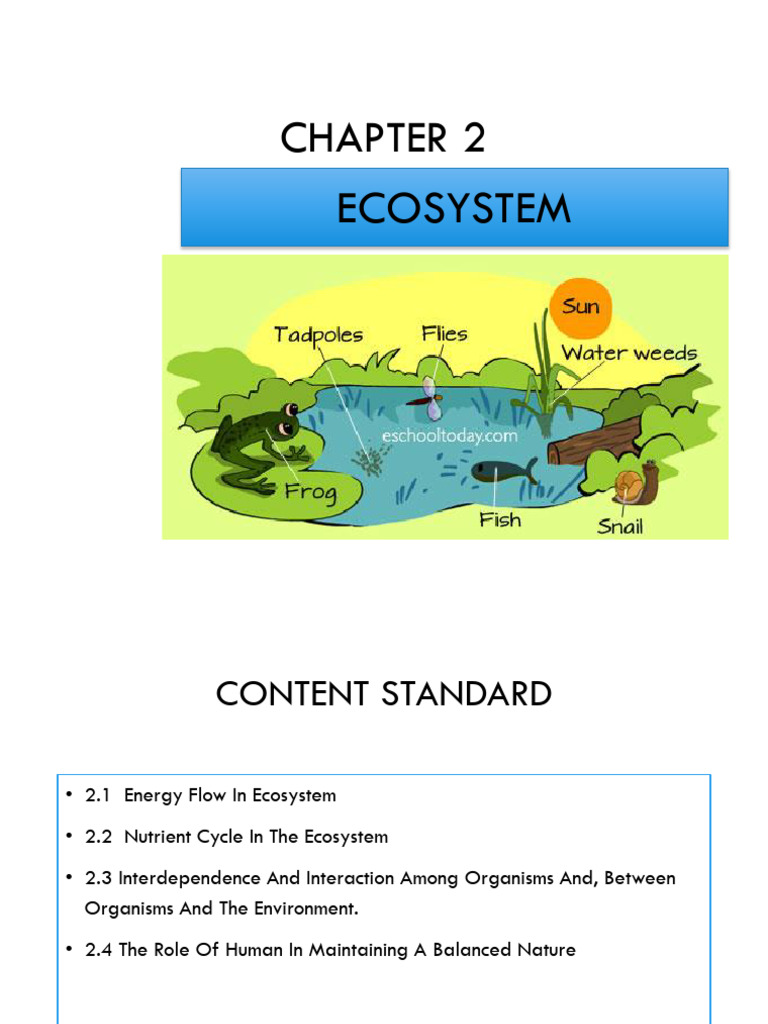 Form 2 Chapter 2 Ecosystem | PDF | Food Web | Foods