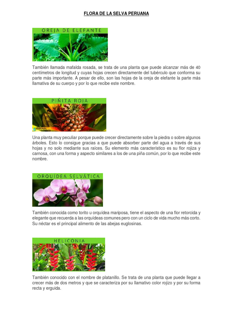 FAUNA Y FLORA SELVA PERUANA | PDF