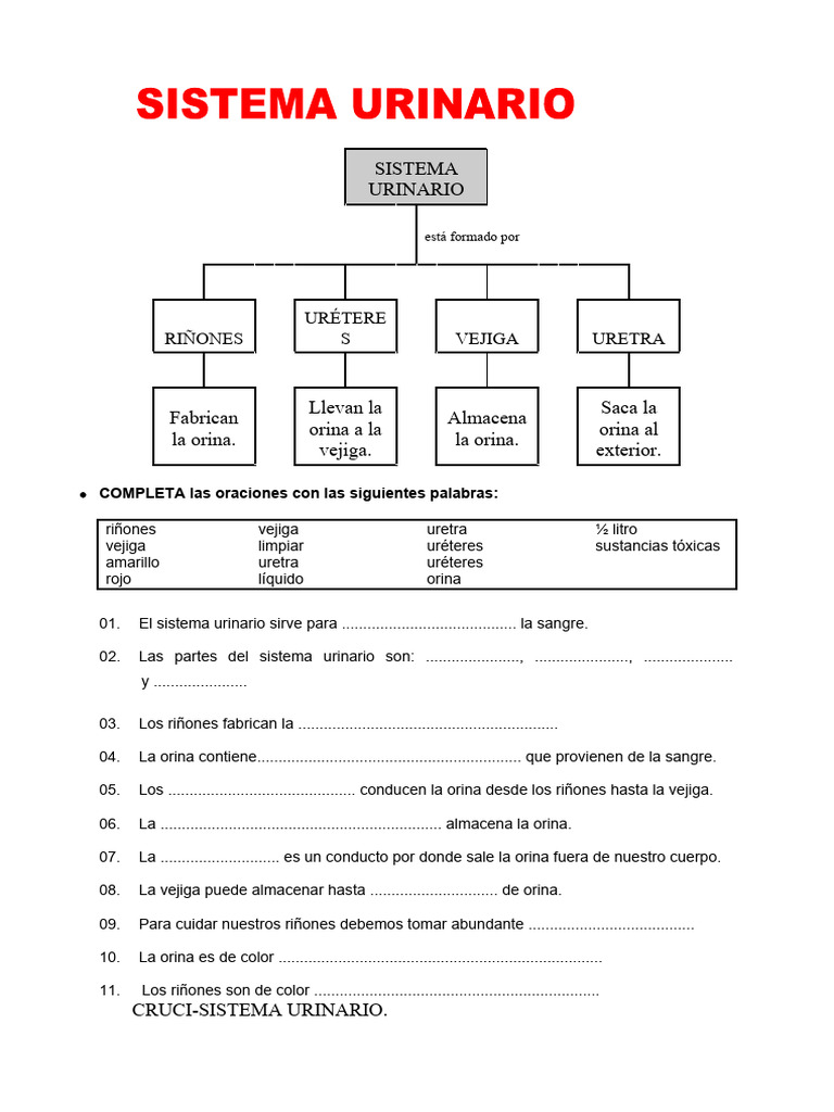 Sistema Urinario para Segundo Grado de Primaria | PDF | Sistema urinario | Orina
