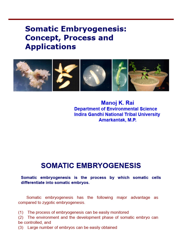 Somatic Embryogenesis | PDF | Embryo | Plants