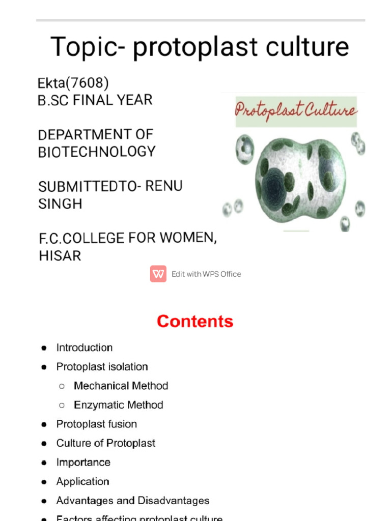 Protoplast Culture | PDF