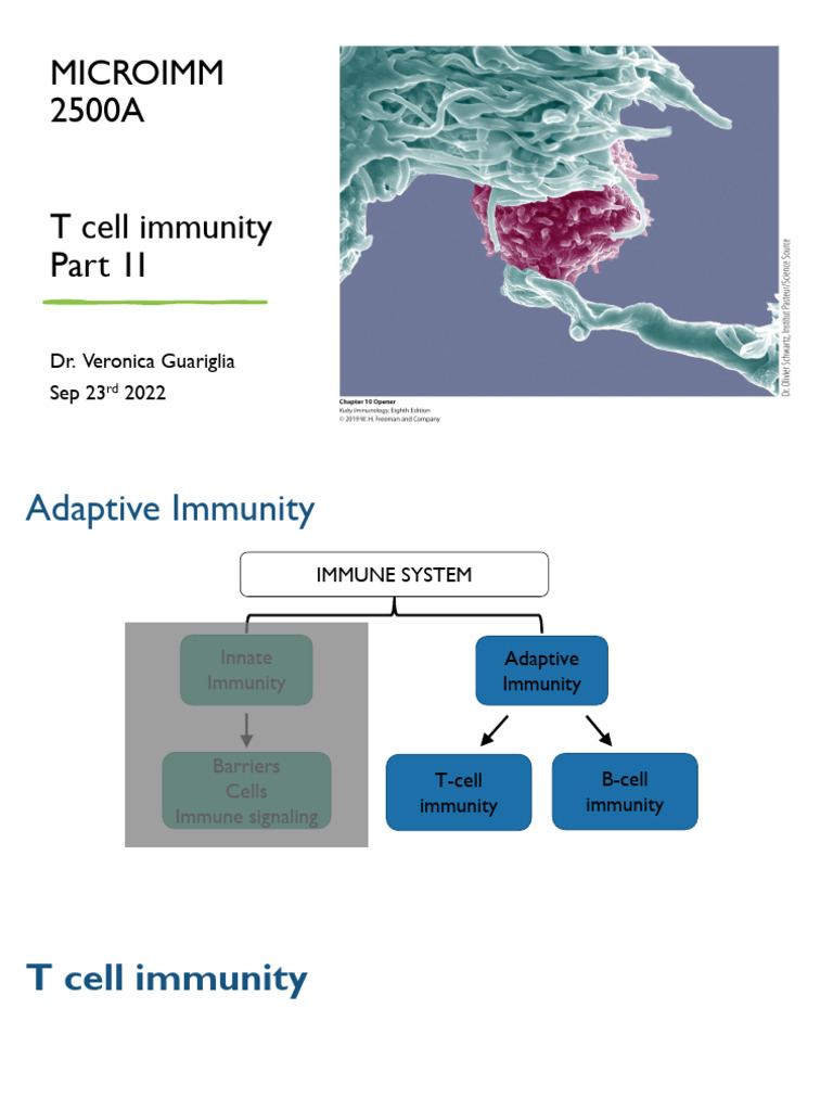 7.T Cells-Part 2 - Upload | PDF | T Cell | Immune System