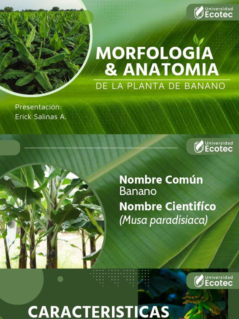 Morfología y Anatomía de La Musa Paradisiaca - Erick Salinas | PDF ...