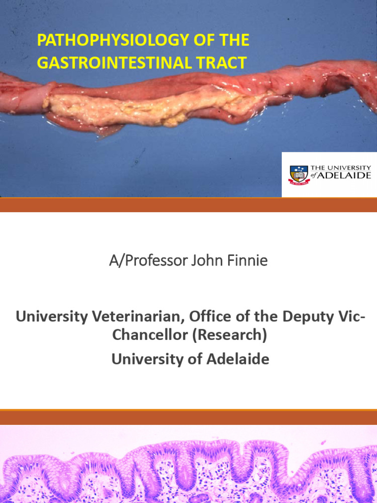 Gastrointestinal Pathology | PDF | Gastrointestinal Tract | Epithelium