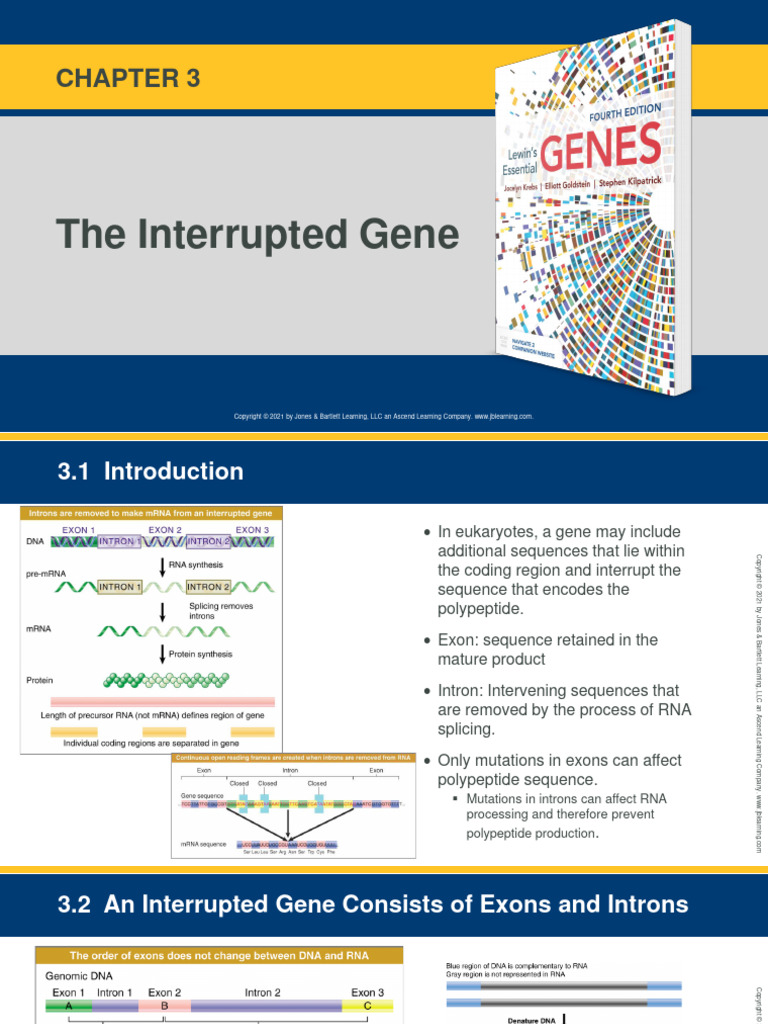 Ë Ì Ì Í Ì Ë Í - Ê° Ì 6 - Interrupted Genes | PDF | Intron | Gene