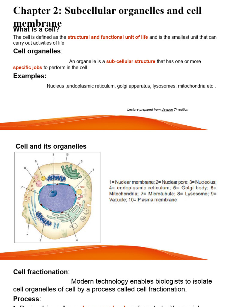 Chapter 2 Subcellular Organelles and Membranes | PDF | Cell Membrane ...