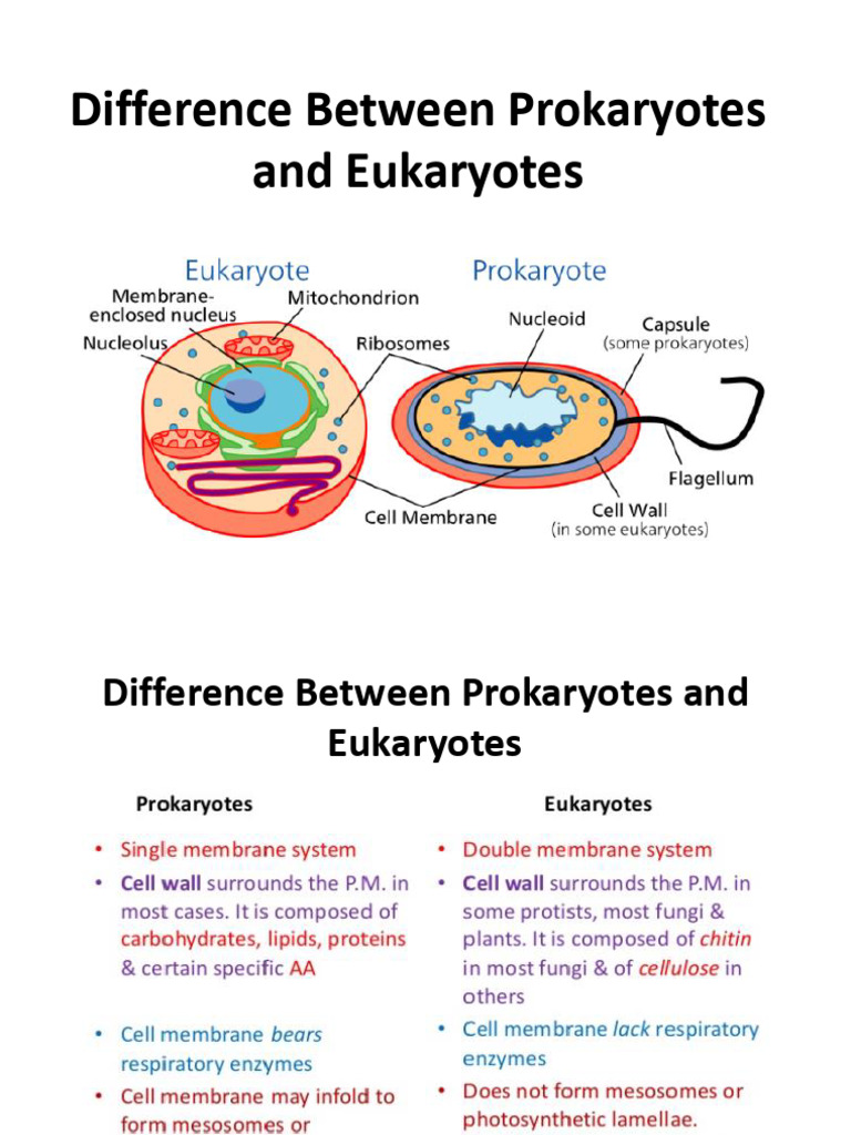 Difference Between Prokaryotes And Eukaryotes Pdf