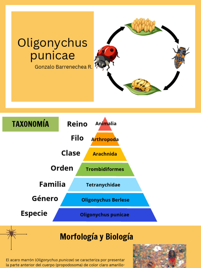 Características y Control de Oligonychus punicae | PDF | Aguacate