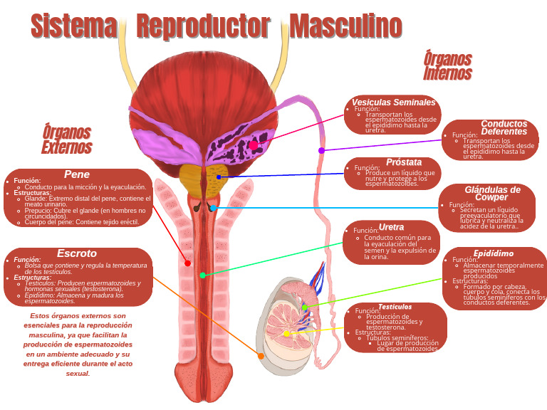 Mapa conceptual Sistema Reproductor Masculino | Descargar gratis PDF | Mamíferos machos | Anatomía