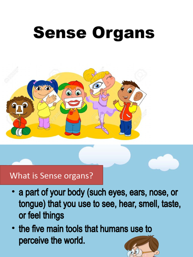5 Sense | PDF | Senses | Ear