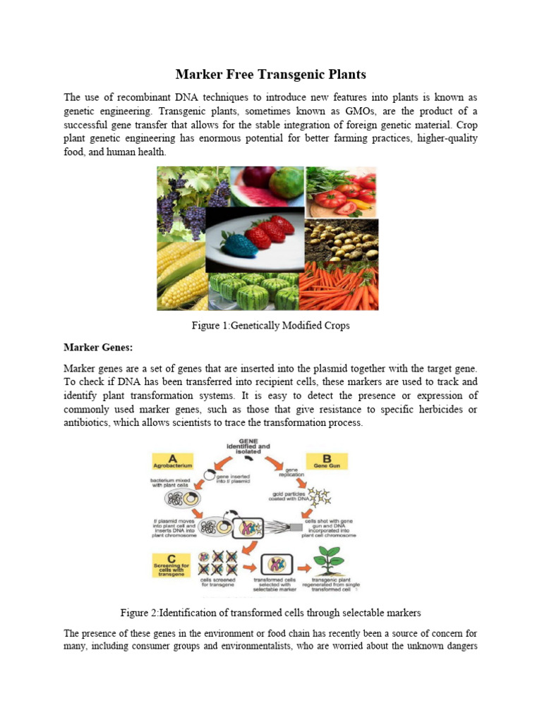 Marker Free Transgenic Plants | PDF | Genetically Modified Organism ...
