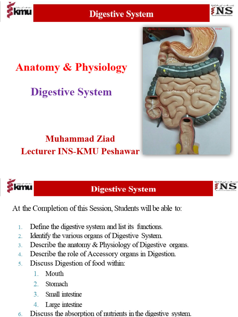 Digestive System, Educational Platform | PDF | Small Intestine | Digestion