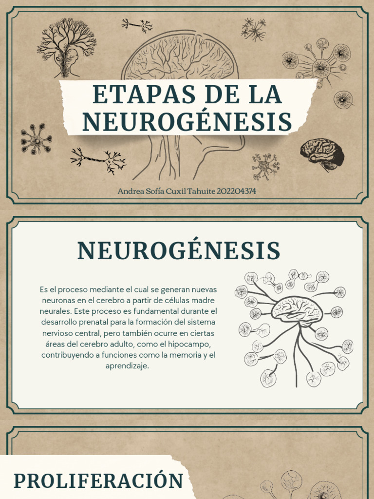Etapas de La Neurogénesis | PDF