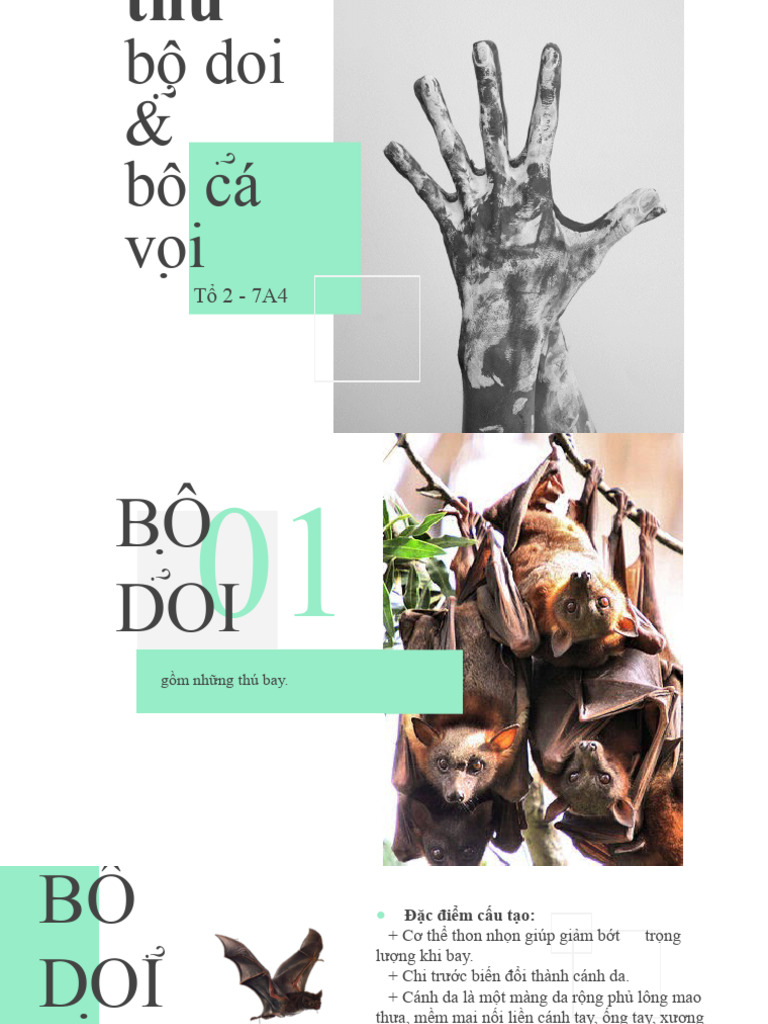 Bô Doi & Bô Cá Voi | PDF