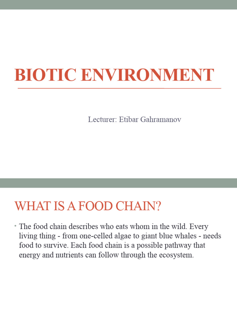 Lesson 2 Food Chain | PDF | Foods | Food Web