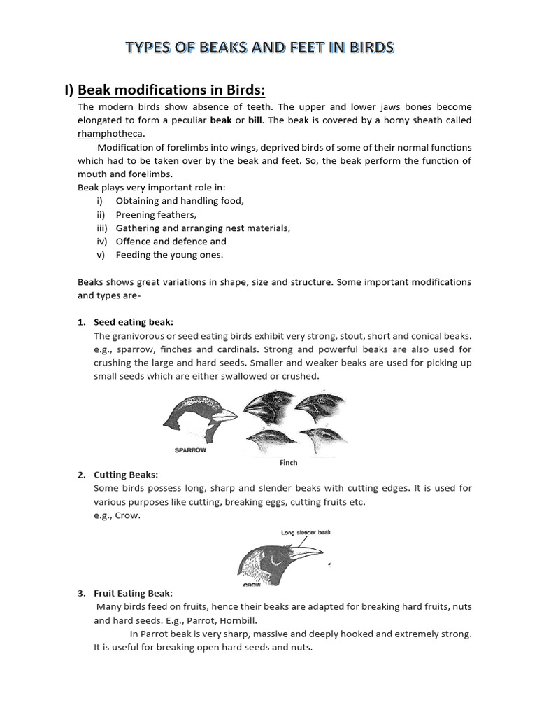 SYBSC Beak and Feet Modifications in Birds | PDF | Beak | Birds