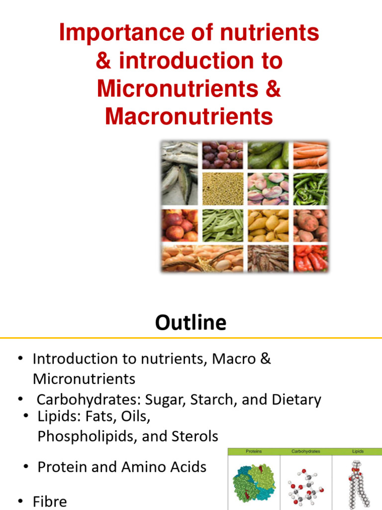 Basic Nutrition For Elderly | PDF | Lipoprotein | Carbohydrates