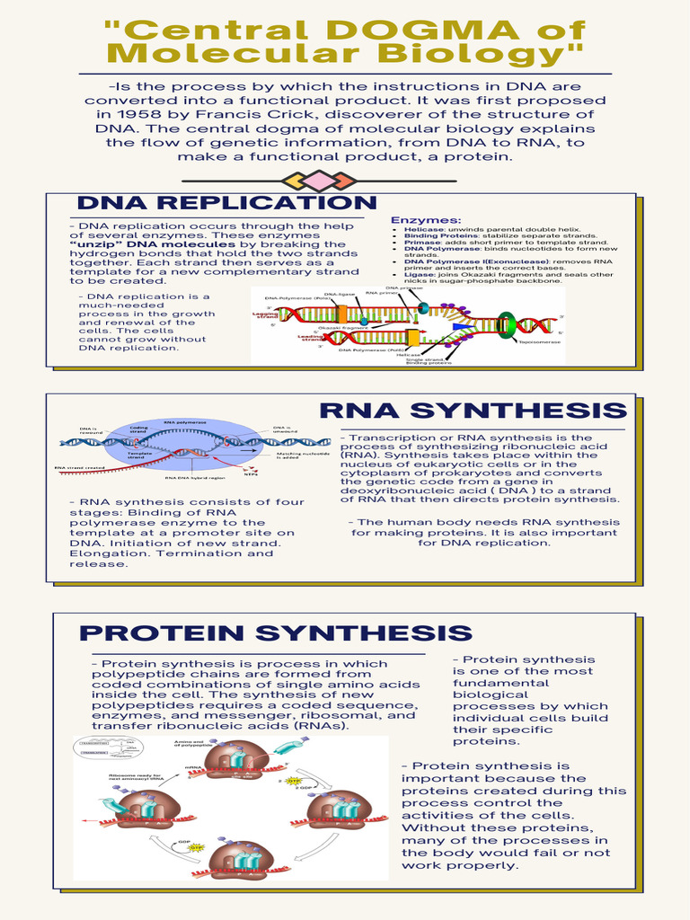 Central DOGMA of Molecular Biology | PDF | Dna | Rna