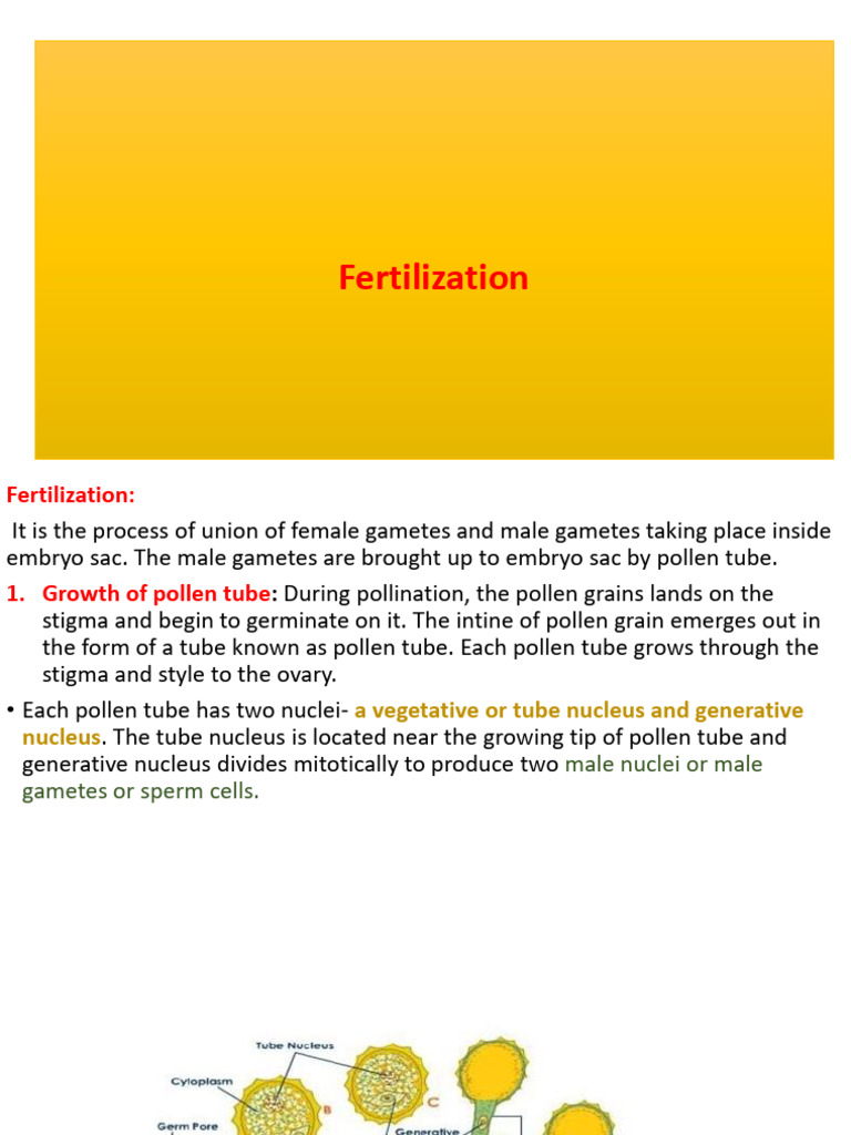 Fertilization | PDF | Fertilisation | Biological Interactions