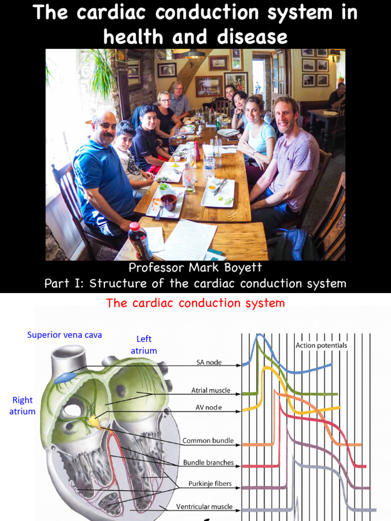 Mark Boyett 2018 - The CCS in Health and Disease. Part I | PDF | Atrium ...