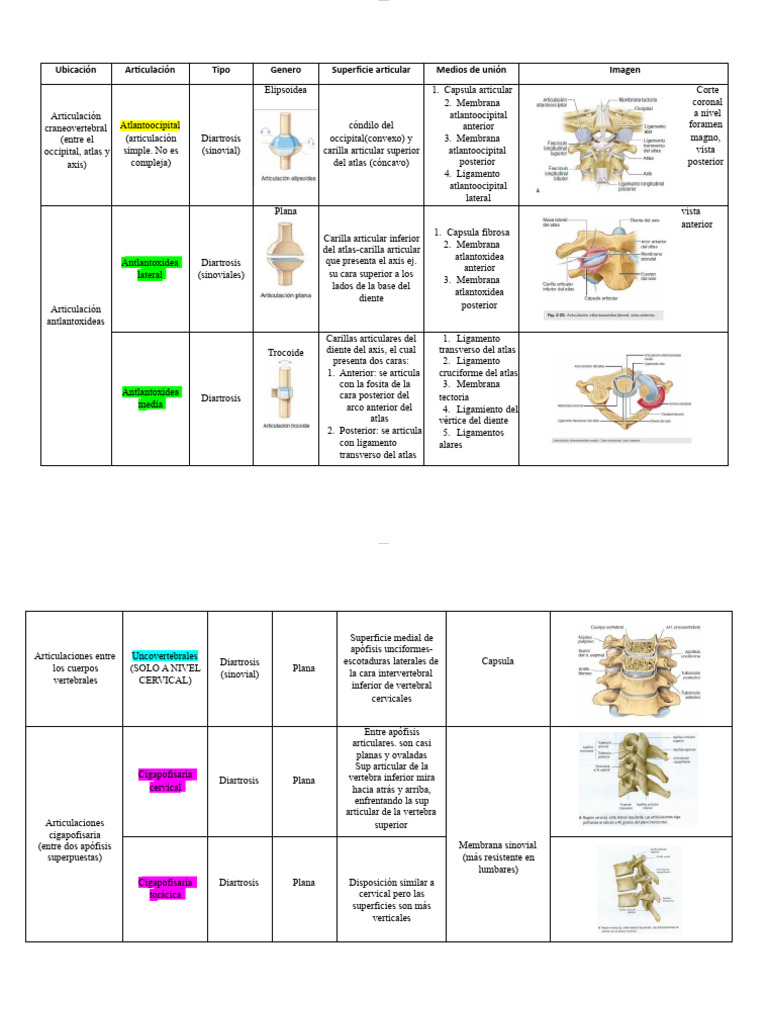 Cuadro de Articulaciones | PDF | Articulación | Vértebra