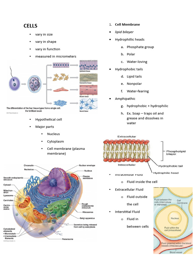 CELLS | PDF | Mitosis | Endoplasmic Reticulum