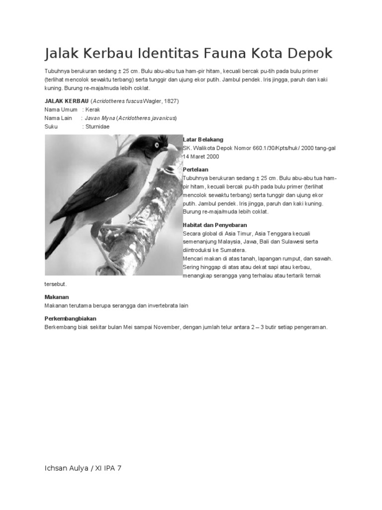 Jalak Kerbau Identitas Fauna Kota Depok | PDF
