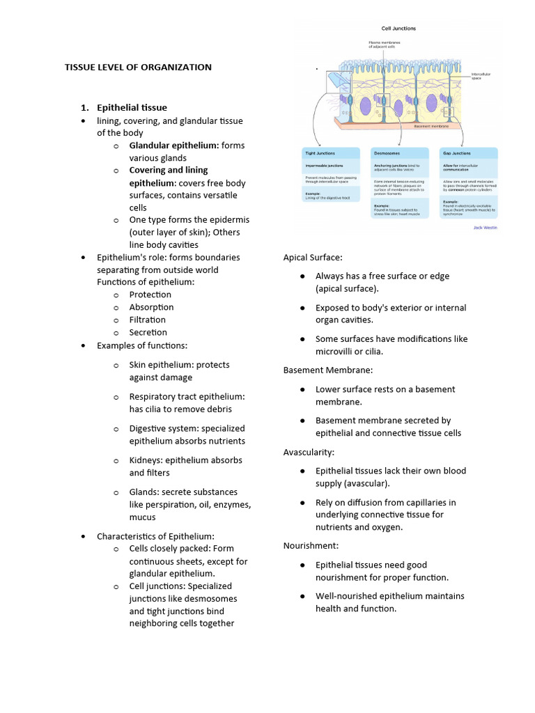 TISSUE LEVEL OF ORGANIZATION | PDF | Epithelium | Connective Tissue