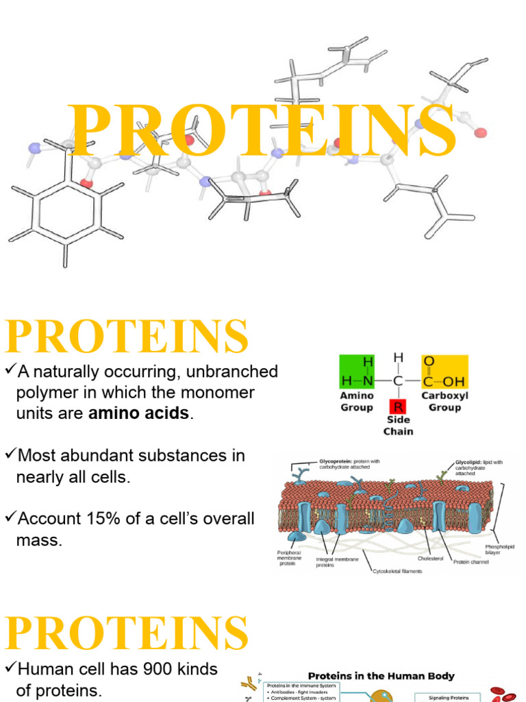 Lesson 5 Proteins | PDF | Amino Acid | Proteins