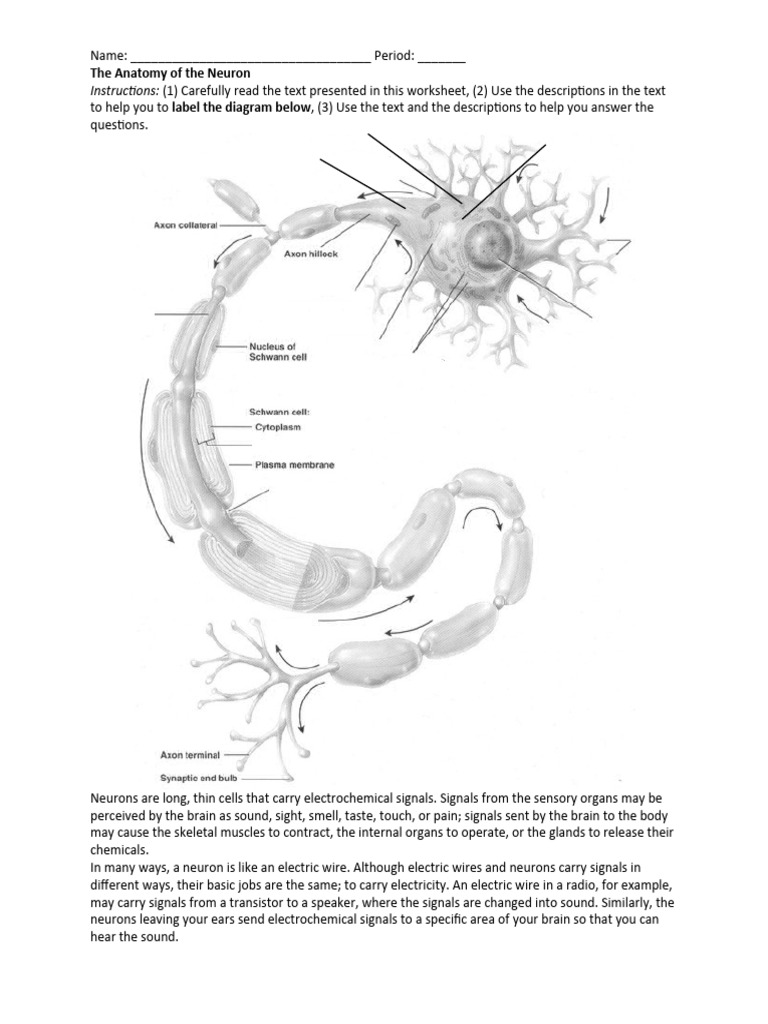 Anatomy of Neuron Worksheet | PDF | Axon | Neuron
