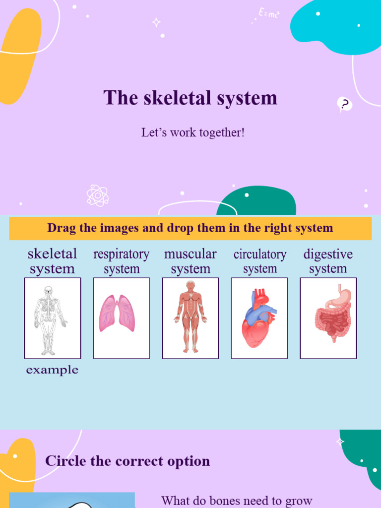 Interactive Guide to the Skeletal System | PDF