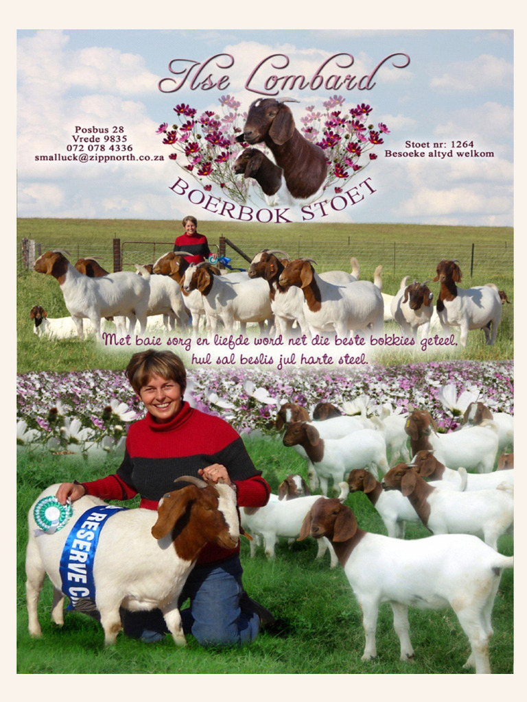 Boer Goat Farming and Lamb Care Guide | PDF | Sheep | Goat