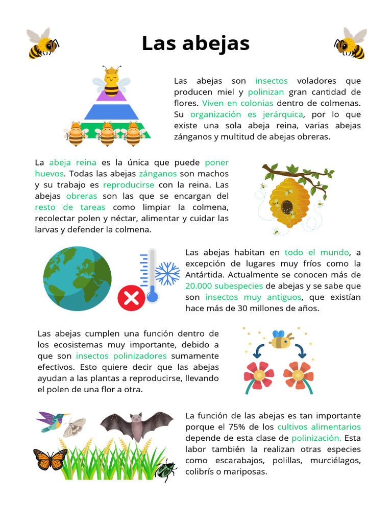 4A. Lectura DUA Abejas | PDF