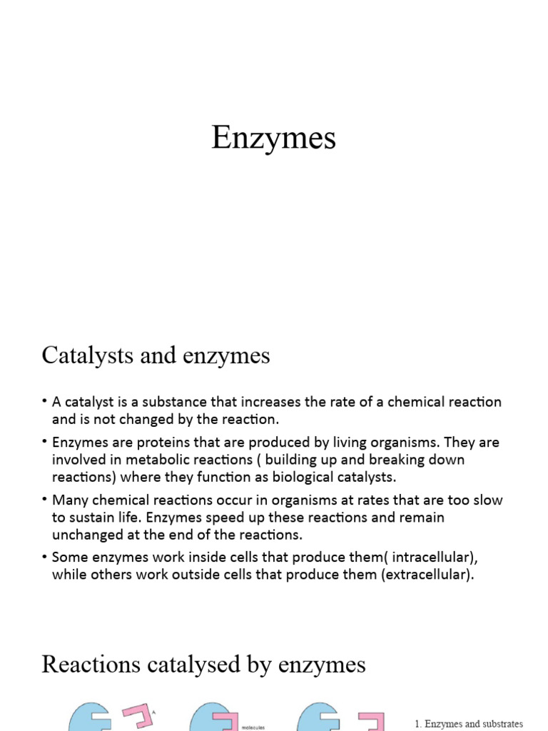 Enzymes IGCSE 2023 | PDF | Enzyme | Active Site