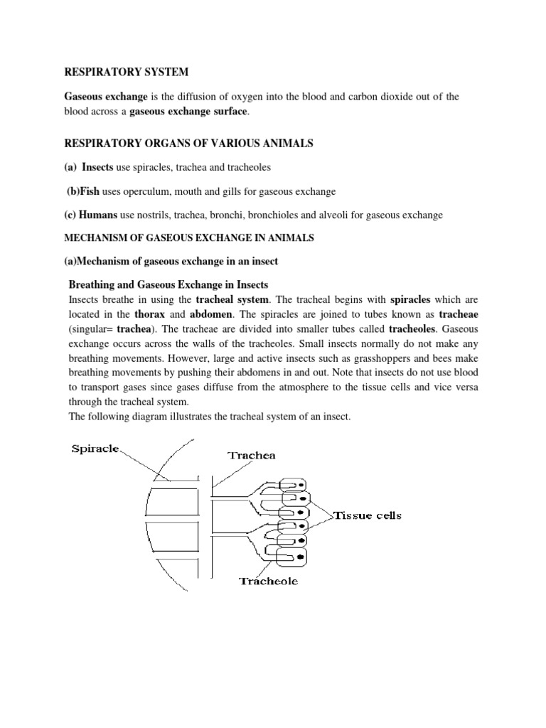 Respiratory System Notes | PDF | Gill | Breathing